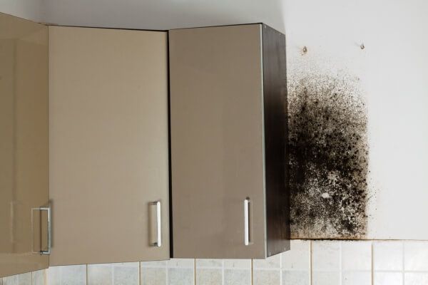 What Causes Black Mould In Kitchen Cupboards | Cabinets Matttroy