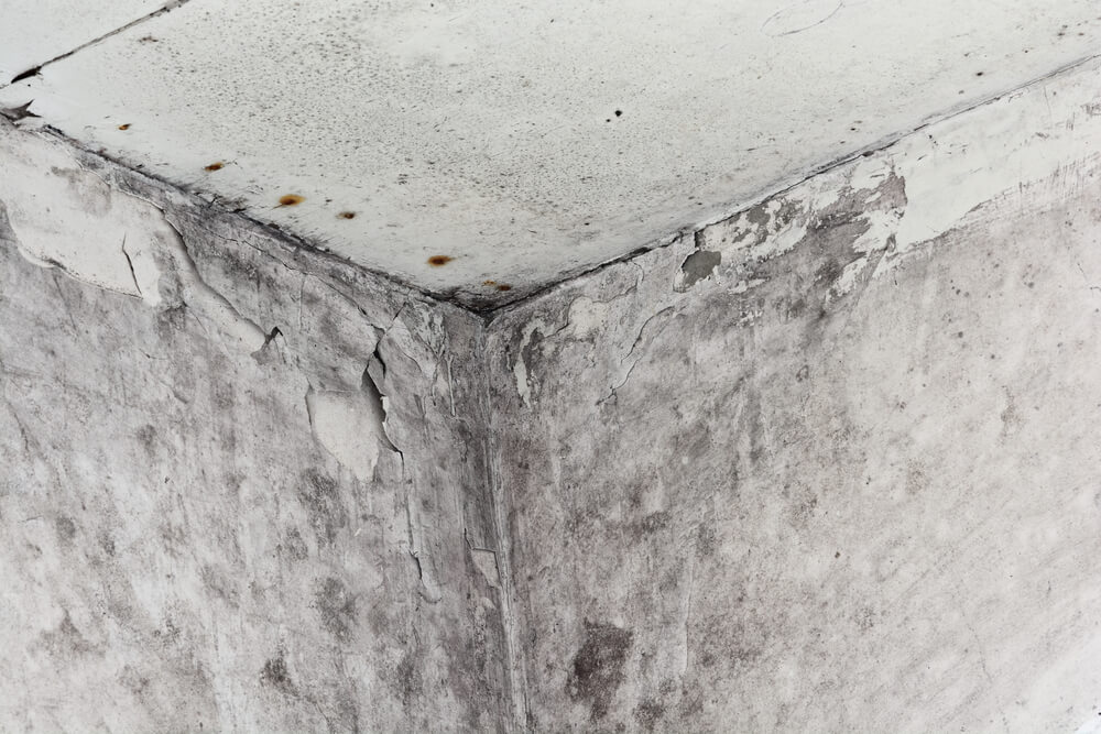 Mold Month Part 4: What's the Difference Between Mold Removal ...